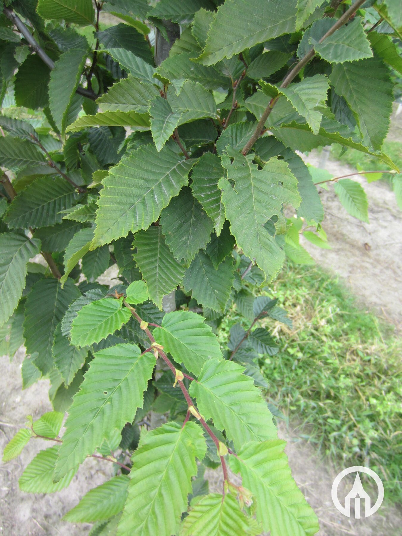 Carpinus betulus ‘Frans Fontaine’ - Boomkwekerijen M. van den Oever & Zonen