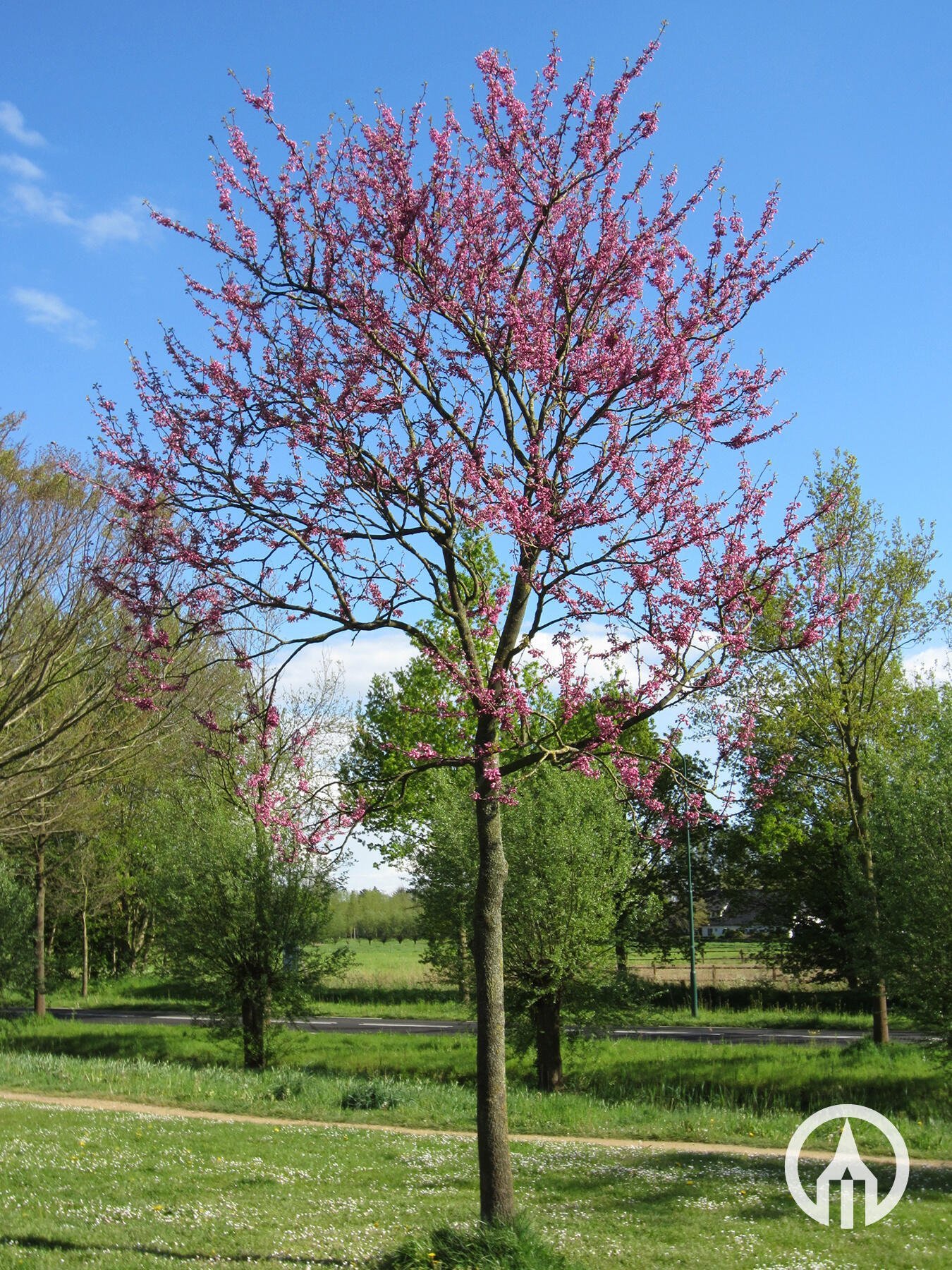 Cercis siliquastrum | Judasboom - Boomkwekerijen M. van den Oever & Zonen