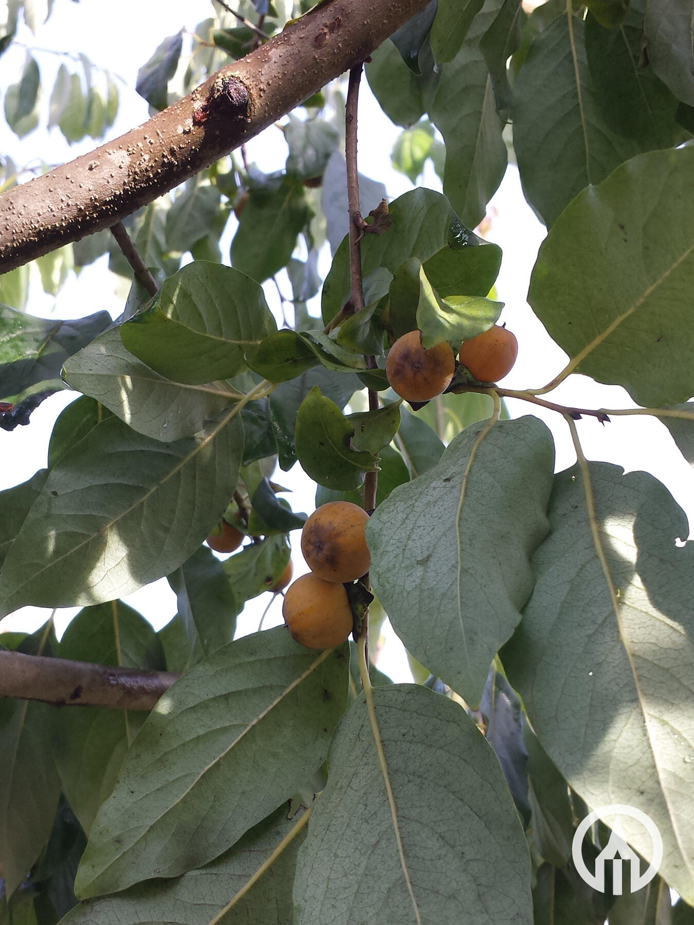 Diospyros lotus | Lotusboom - Boomkwekerijen M. van den Oever & Zonen