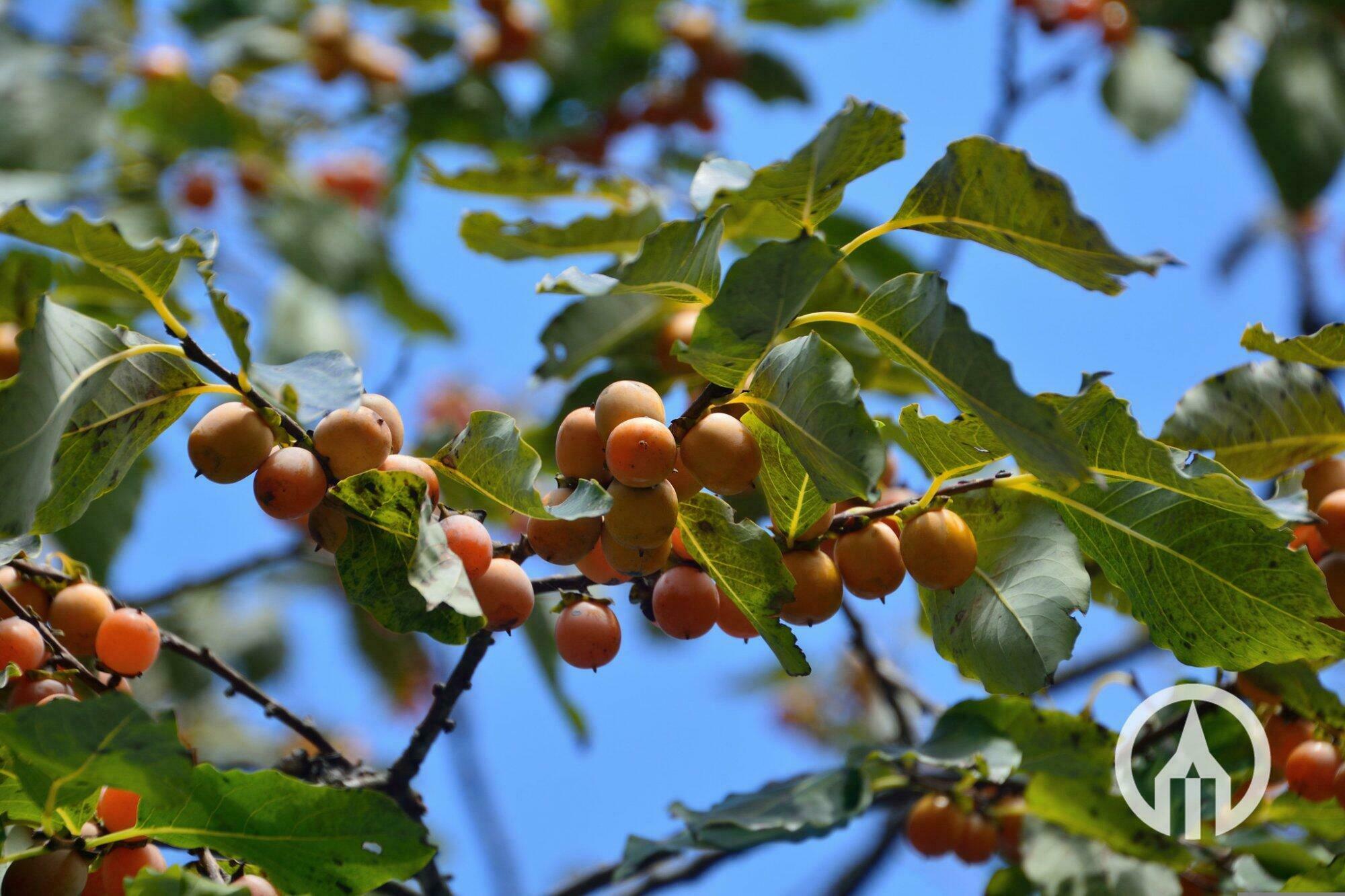 Diospyros lotus | Lotusboom - Boomkwekerijen M. van den Oever & Zonen