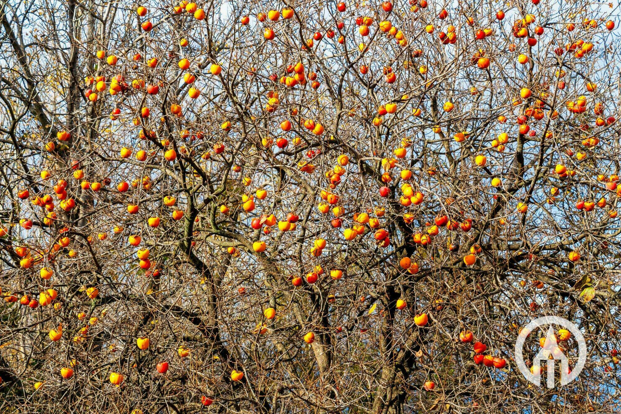 Diospyros lotus | Lotusboom - Boomkwekerijen M. van den Oever & Zonen