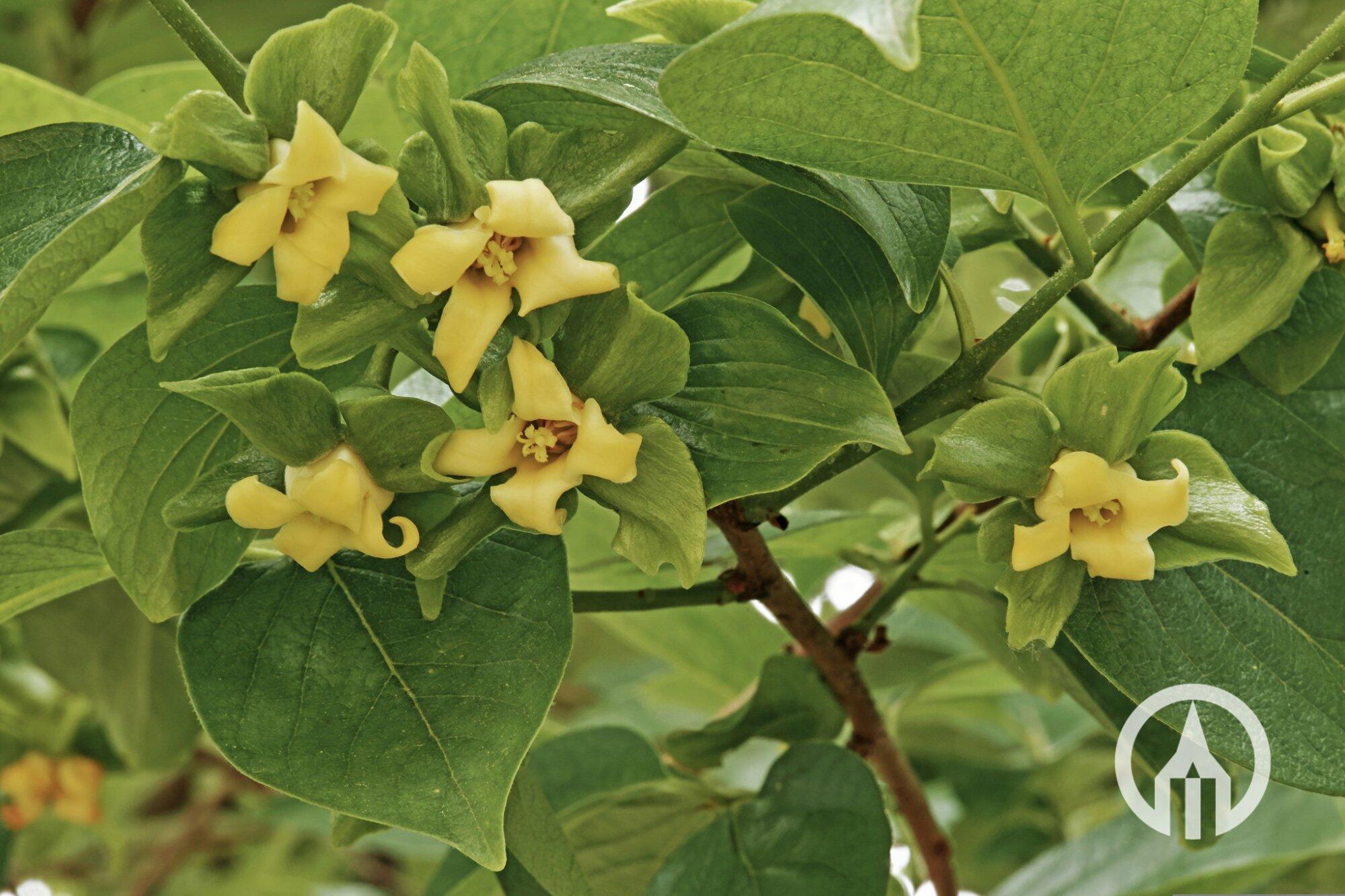 Diospyros lotus | Lotusboom - Boomkwekerijen M. van den Oever & Zonen