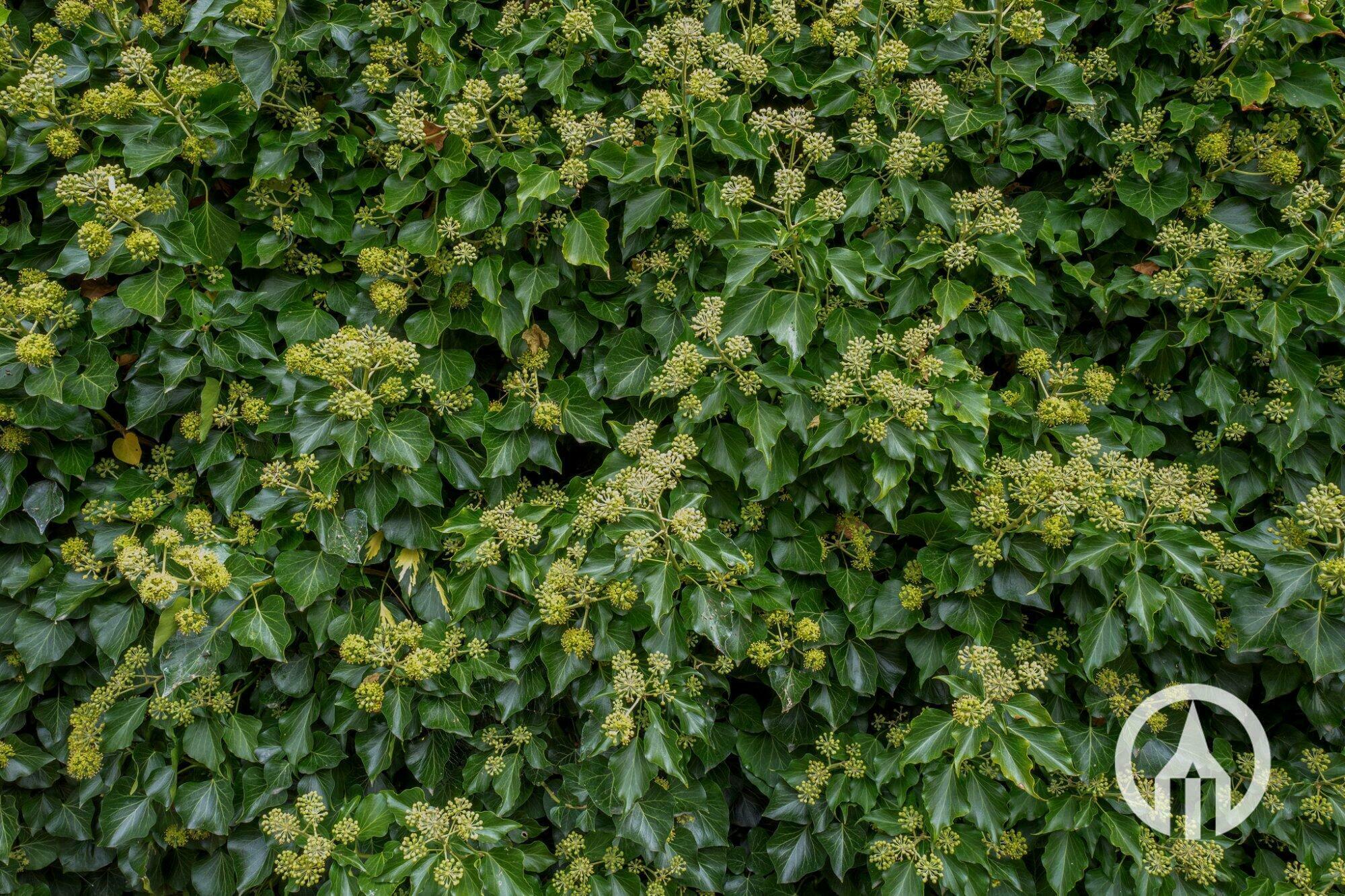 Hedera helix ‘Arborescens’ - Boomkwekerijen M. van den Oever & Zonen