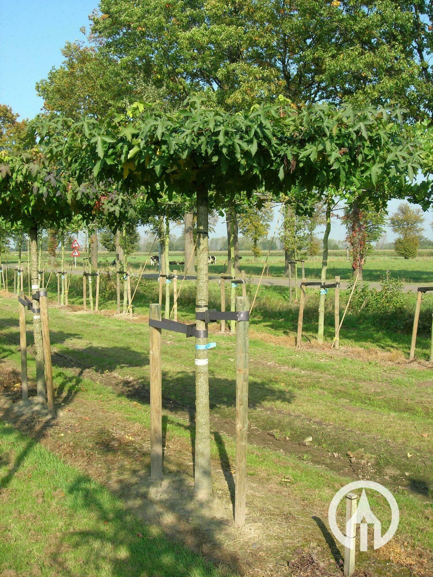 Liquidambar styraciflua ‘Worplesdon’ | Amberboom | Dakvorm ...