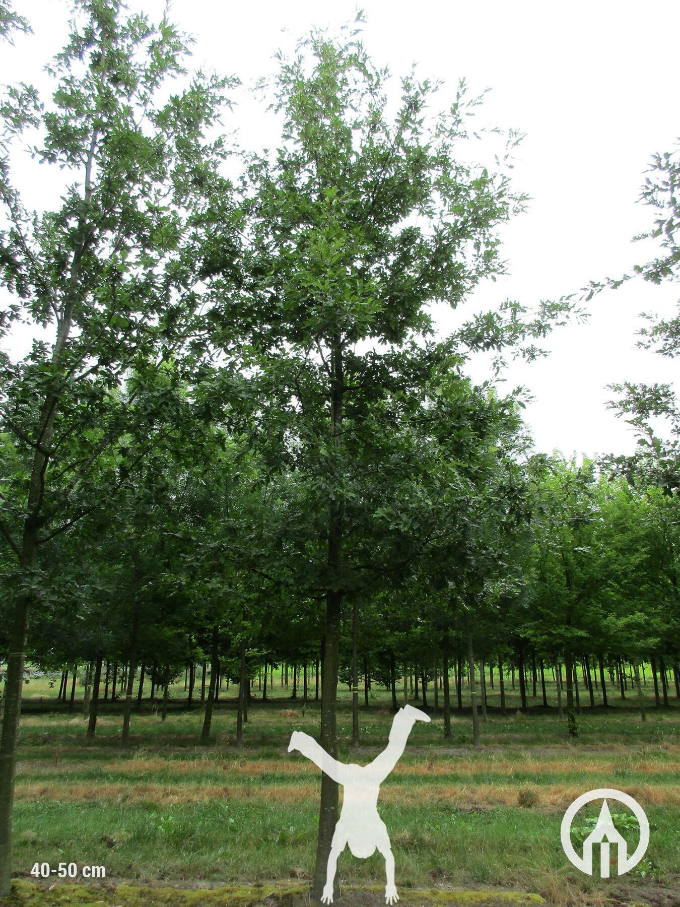 Quercus cerris | Moseik - Boomkwekerijen M. van den Oever & Zonen