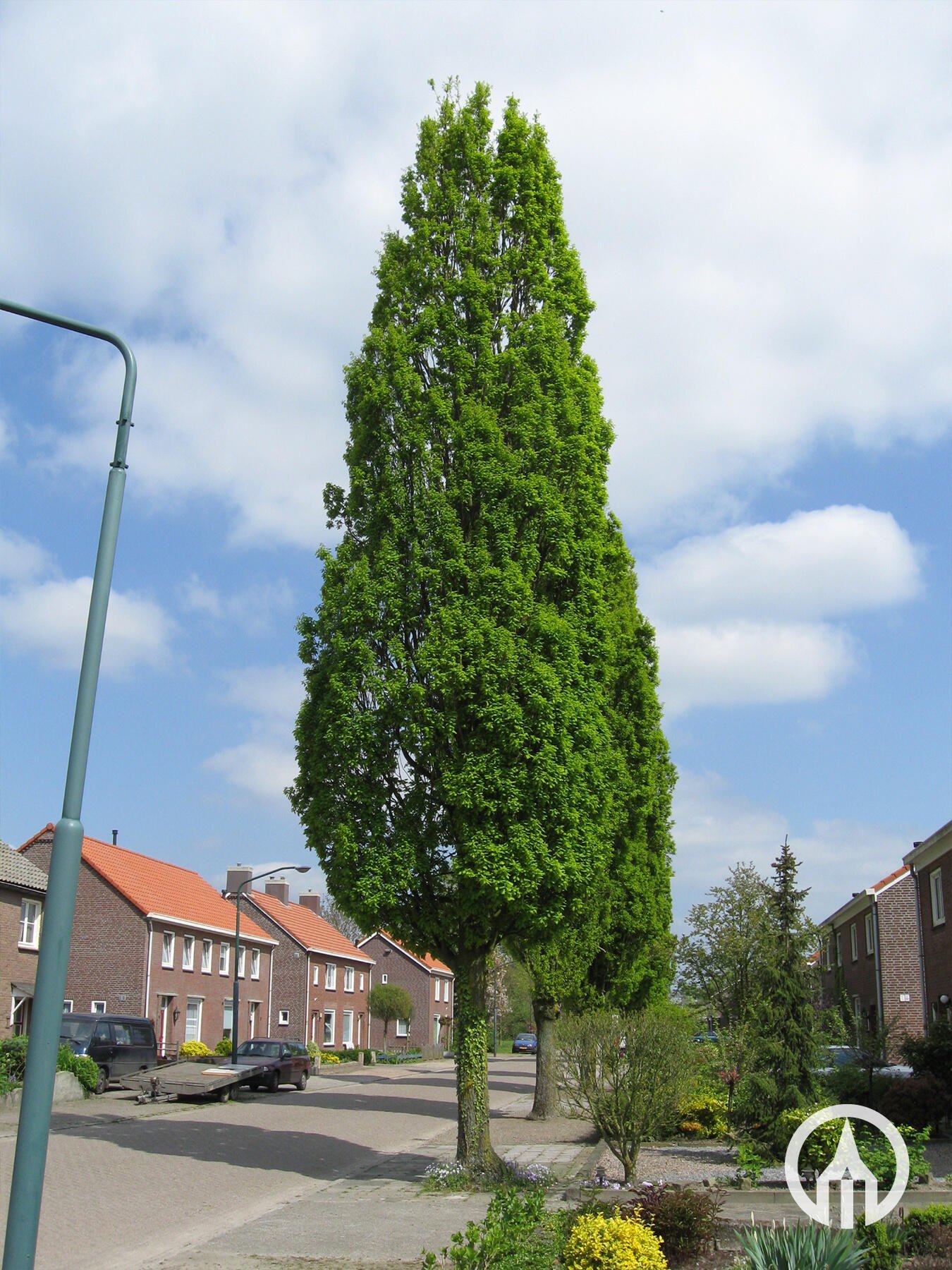 Quercus robur ‘Fastigiate Koster’ - Boomkwekerijen M. van den Oever & Zonen