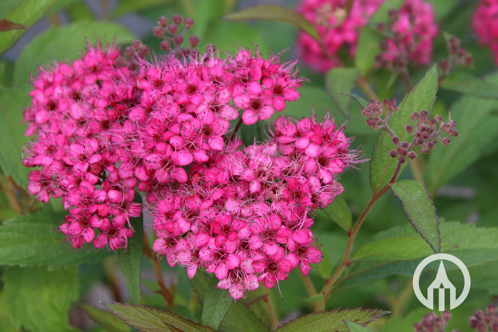 Spirea japonica ‘Neon Flash’ | Spierstruik - Boomkwekerijen M. van den ...