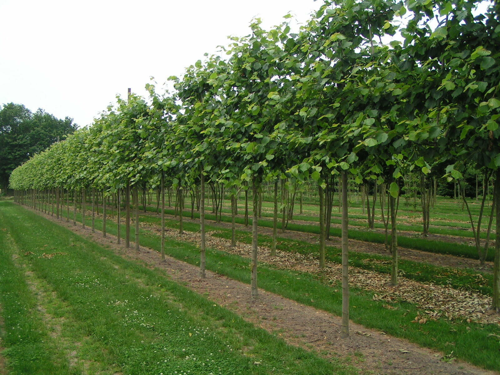 Tilia europaea Pallida | Koningslinde | Leivorm - Boomkwekerijen M. van ...
