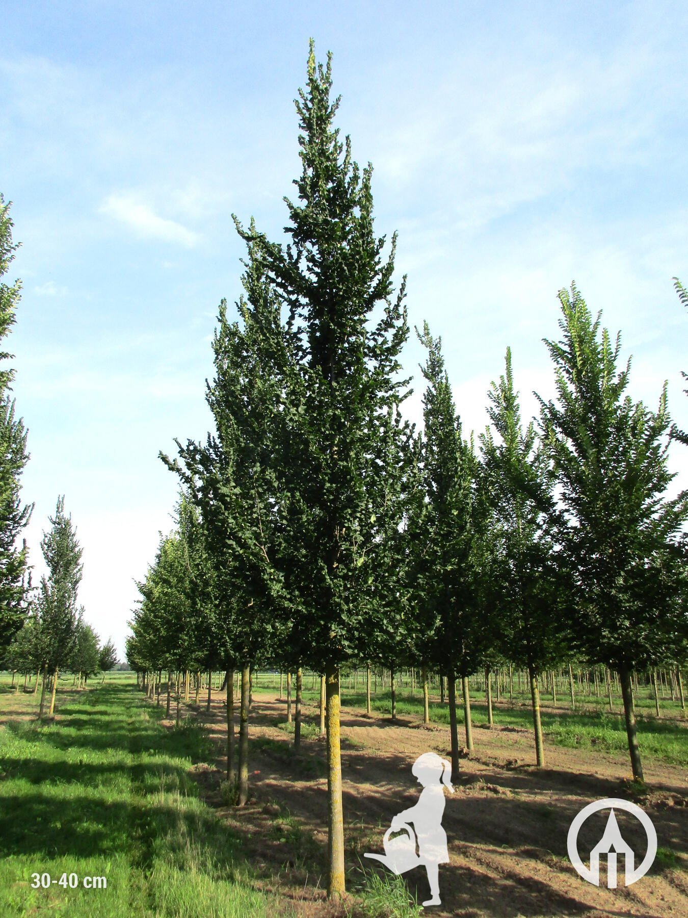 Ulmus ‘Columella’ - Boomkwekerijen M. van den Oever & Zonen