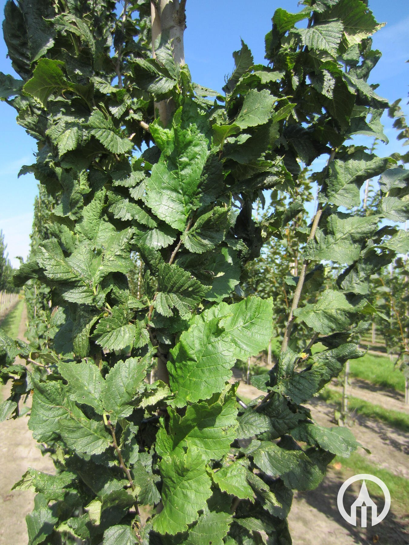 Ulmus ‘Columella’ | Iep - Boomkwekerijen M. van den Oever & Zonen