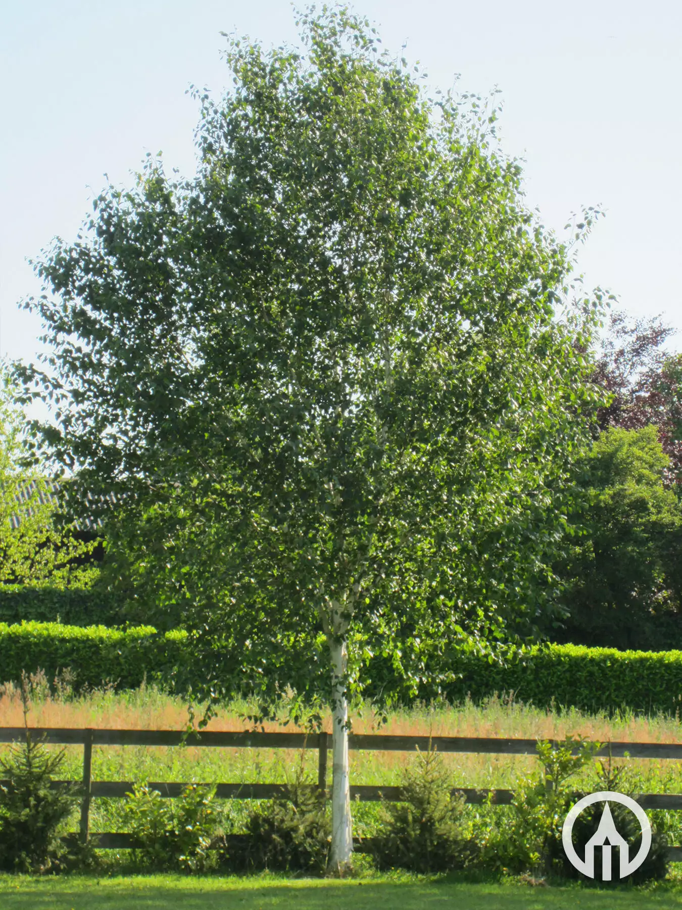 Betula utilis ‘Doorenbos’ | White himalayan birch - Boomkwekerijen M ...