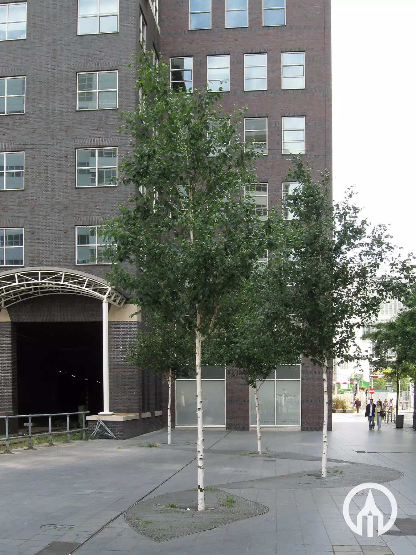 Betula utilis ‘Doorenbos’ | White himalayan birch - Boomkwekerijen M ...