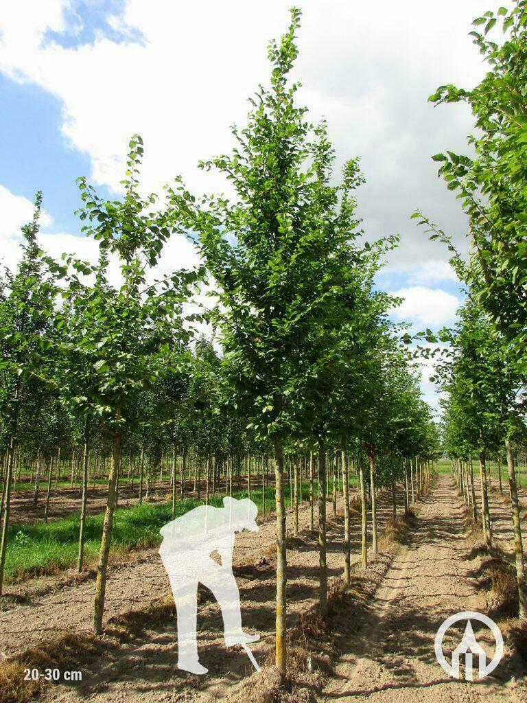 Carpinus betulus ‘Frans Fontaine’ | Hornbeam - Boomkwekerijen M. van ...