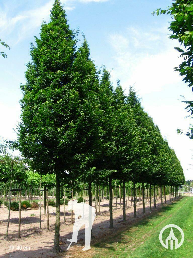 Carpinus Betulus Frans Fontaine Hornbeam Boomkwekerijen M Van