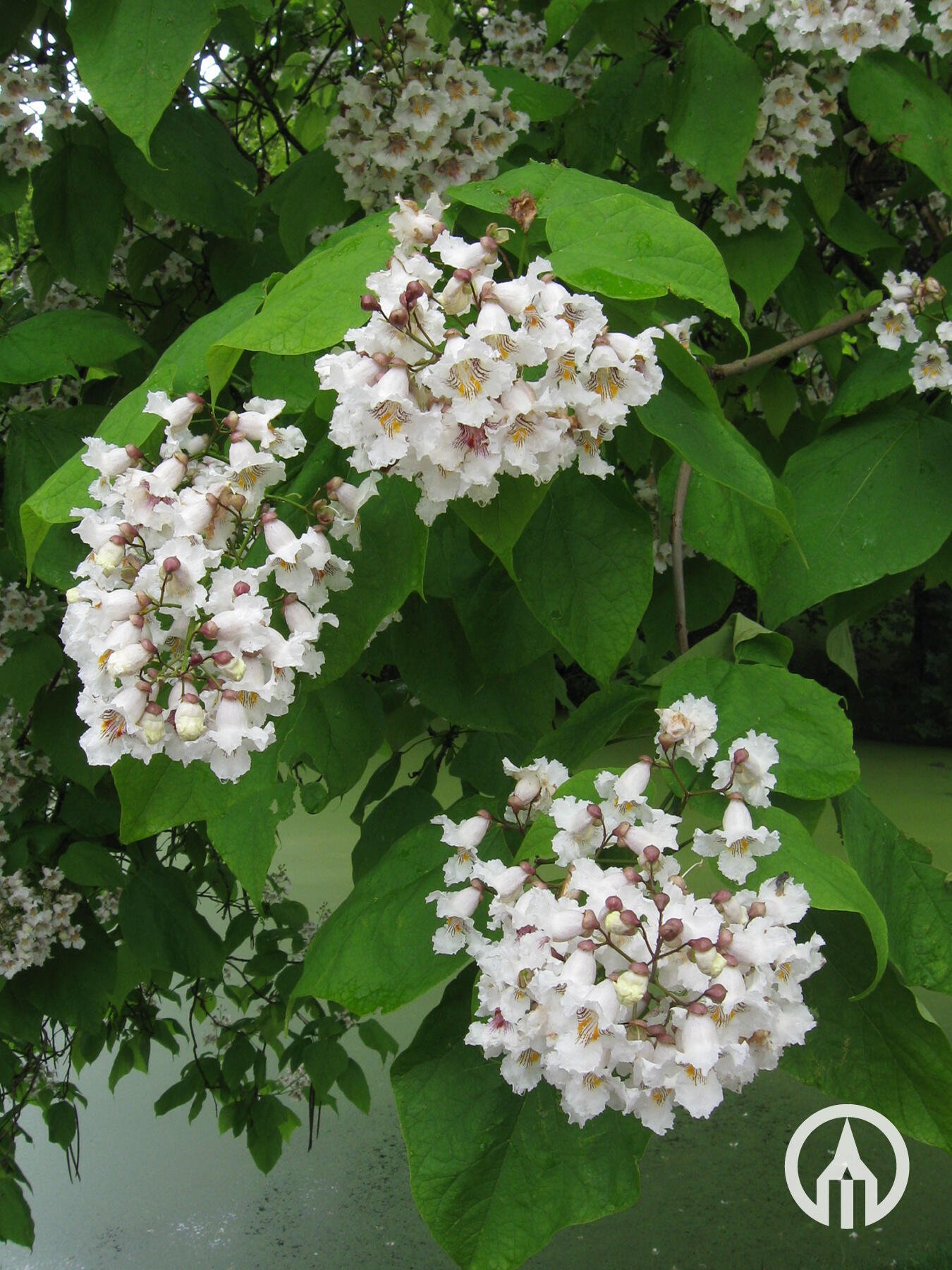 Catalpa bignonioides | Large trumpet tree - Boomkwekerijen M. van den ...