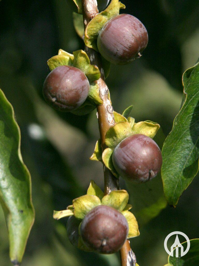 Diospyros lotus | Lotusboom - Boomkwekerijen M. van den Oever & Zonen