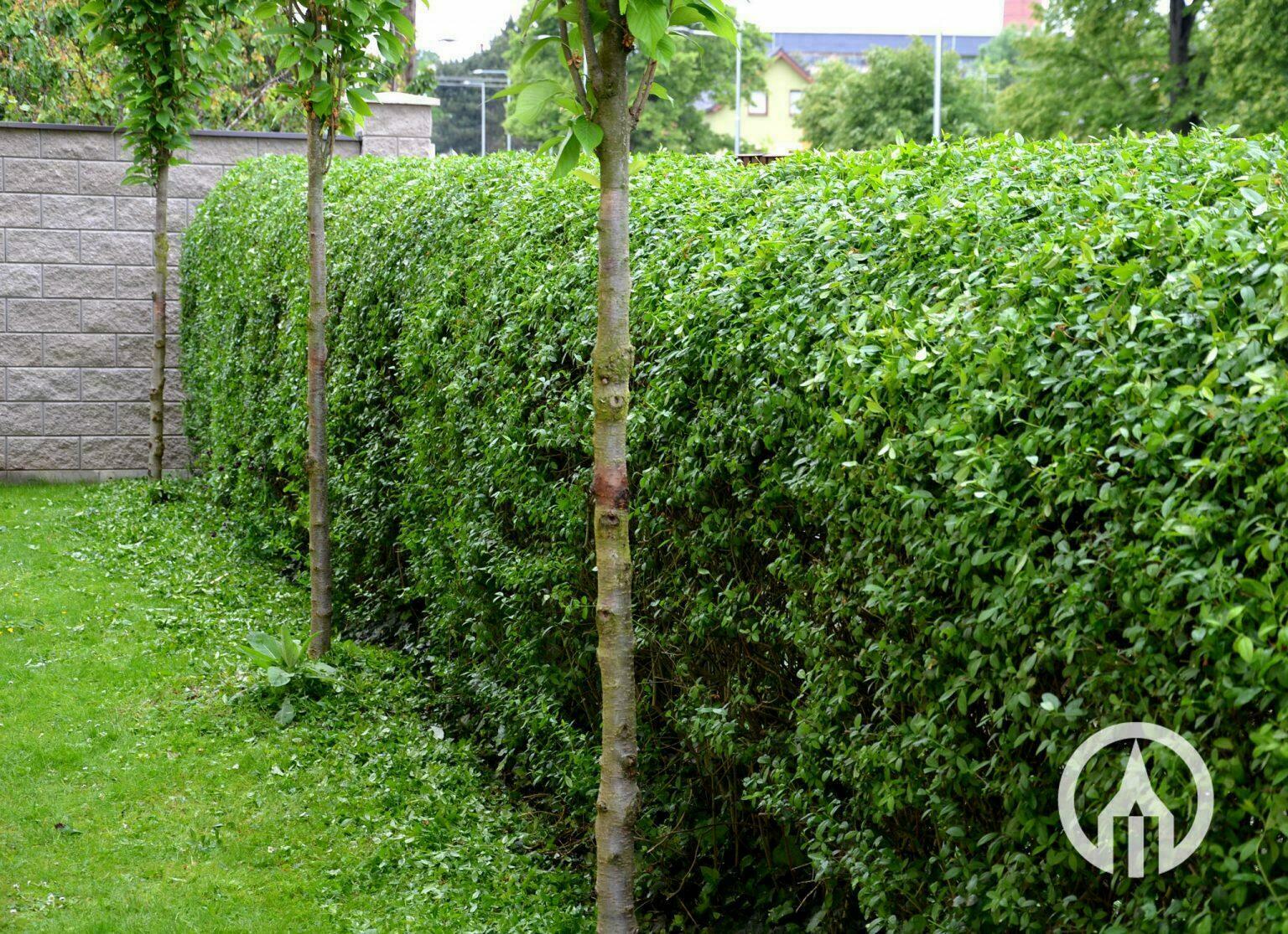 Ligustrum ovalifolium | Haag Liguster - Boomkwekerijen M. van den Oever ...