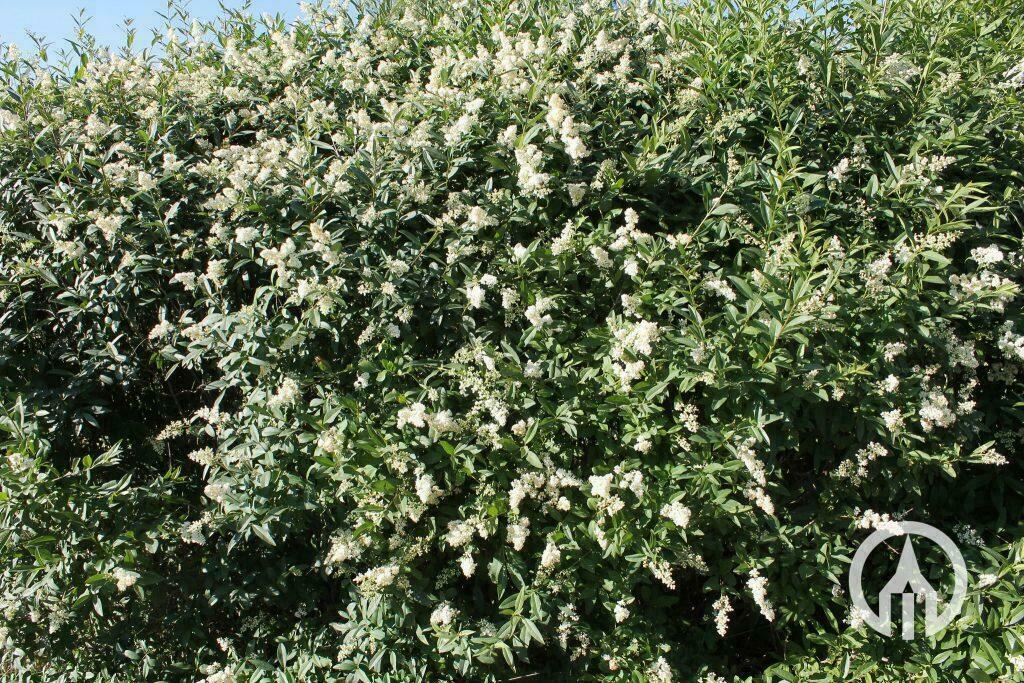 Ligustrum Vulgare | wilde Liguster - Boomkwekerijen M. van den Oever ...