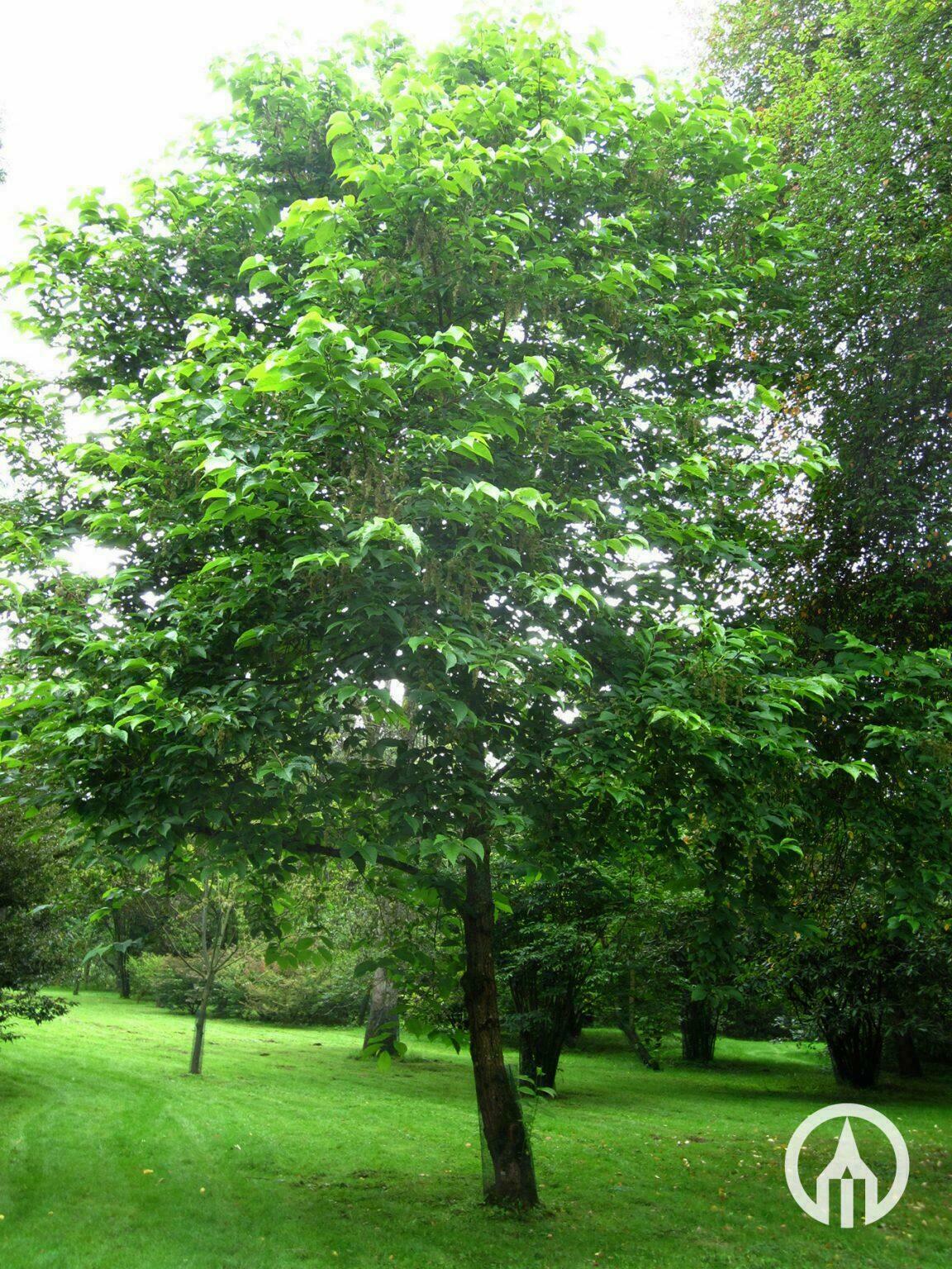 Pterostyrax hispida | Epaulette tree - Boomkwekerijen M. van den Oever ...