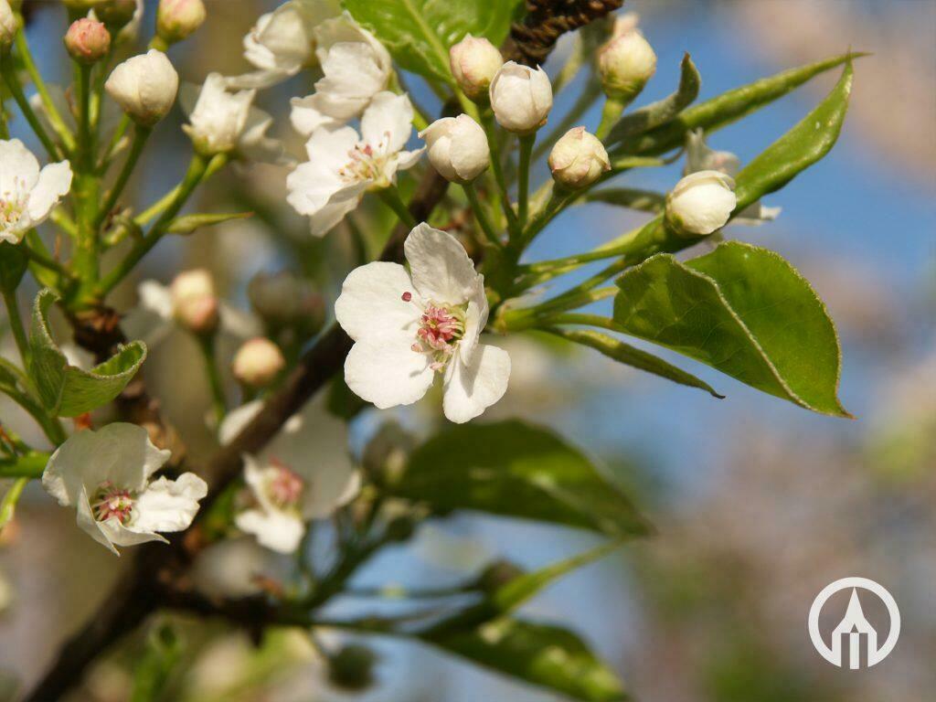 Pyrus calleryana ‘Chanticleer’ | Peer | Leivorm - Boomkwekerijen M. van ...