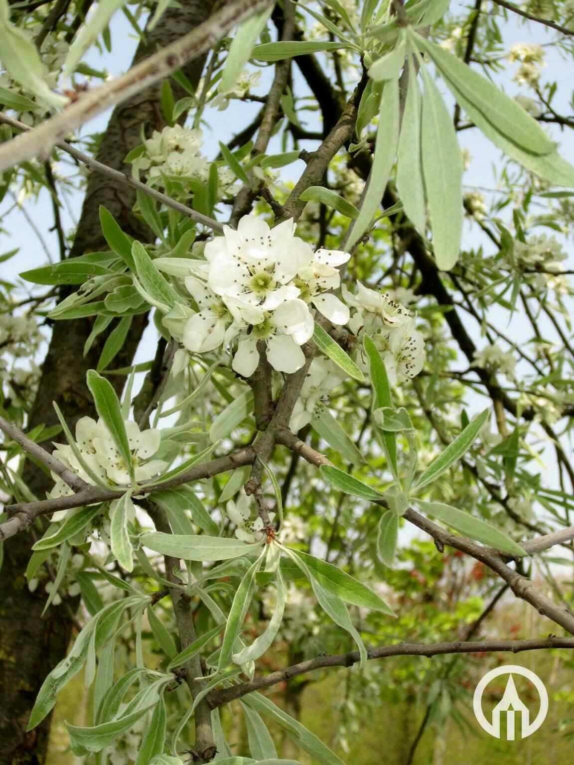 Pyrus salicifolia ‘Pendula’ | Poire de saule - Boomkwekerijen M. van ...