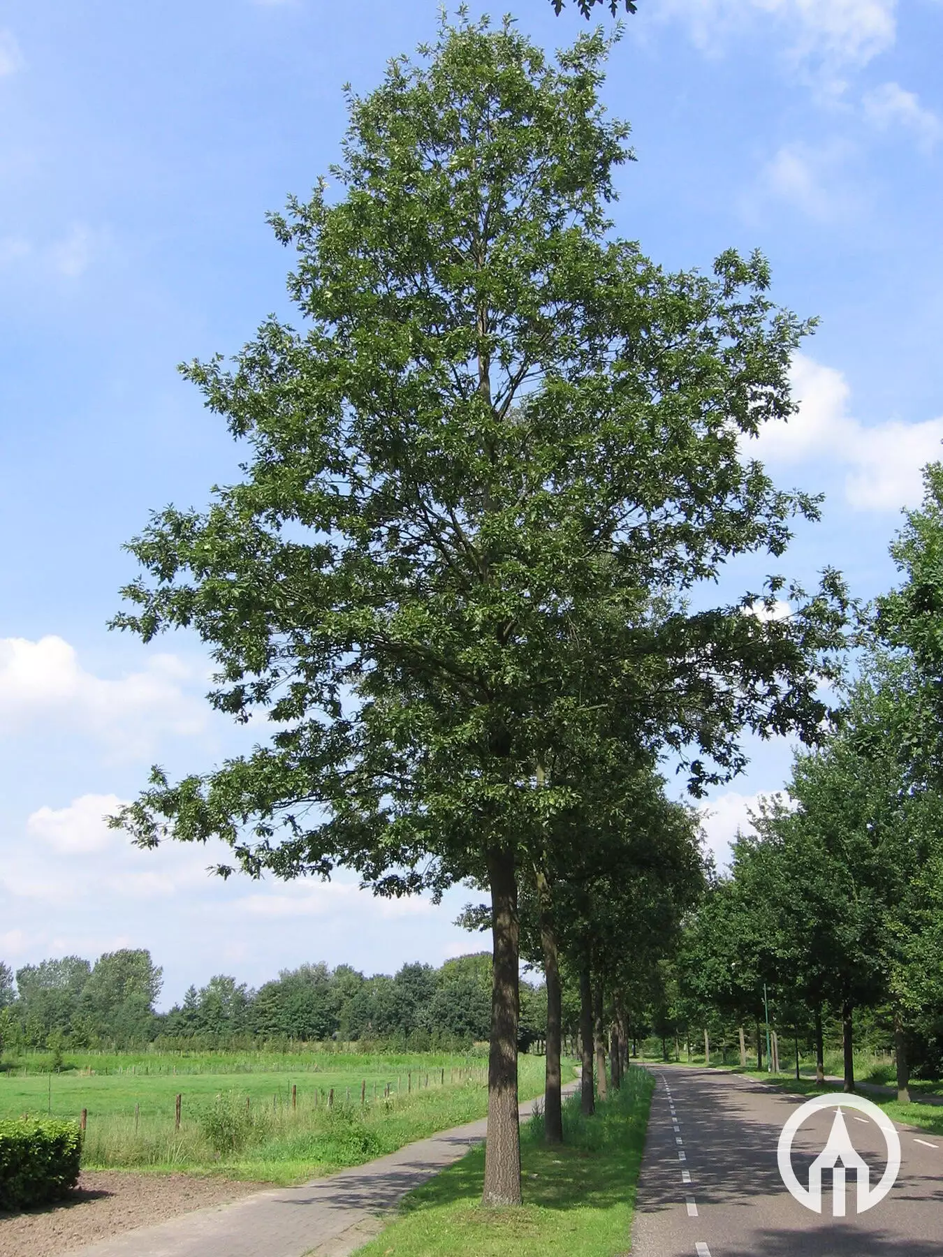 Quercus cerris | Mose oak - Boomkwekerijen M. van den Oever & Zonen