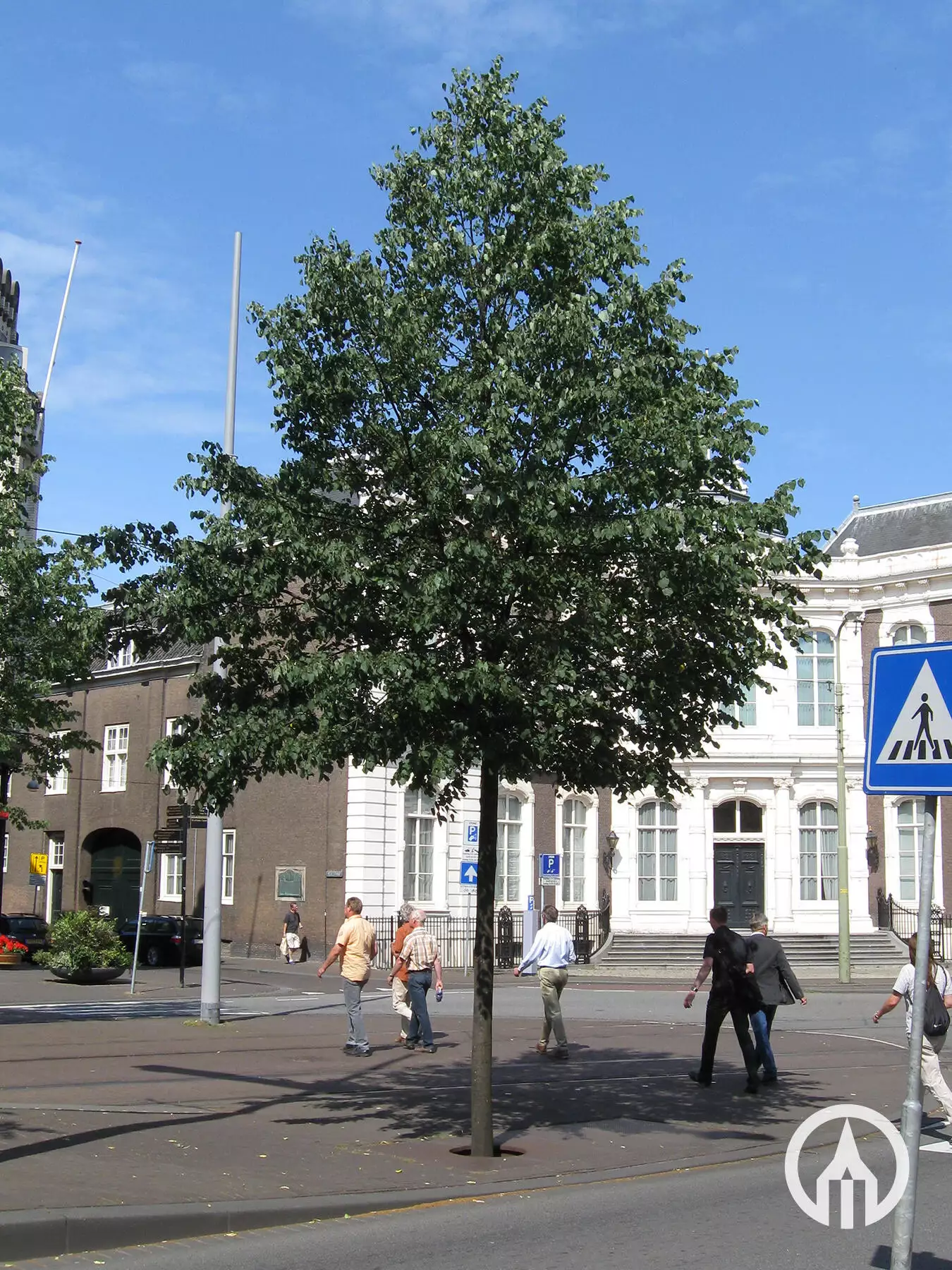Tilia cordata ‘Greenspire’ - Boomkwekerijen M. van den Oever & Zonen