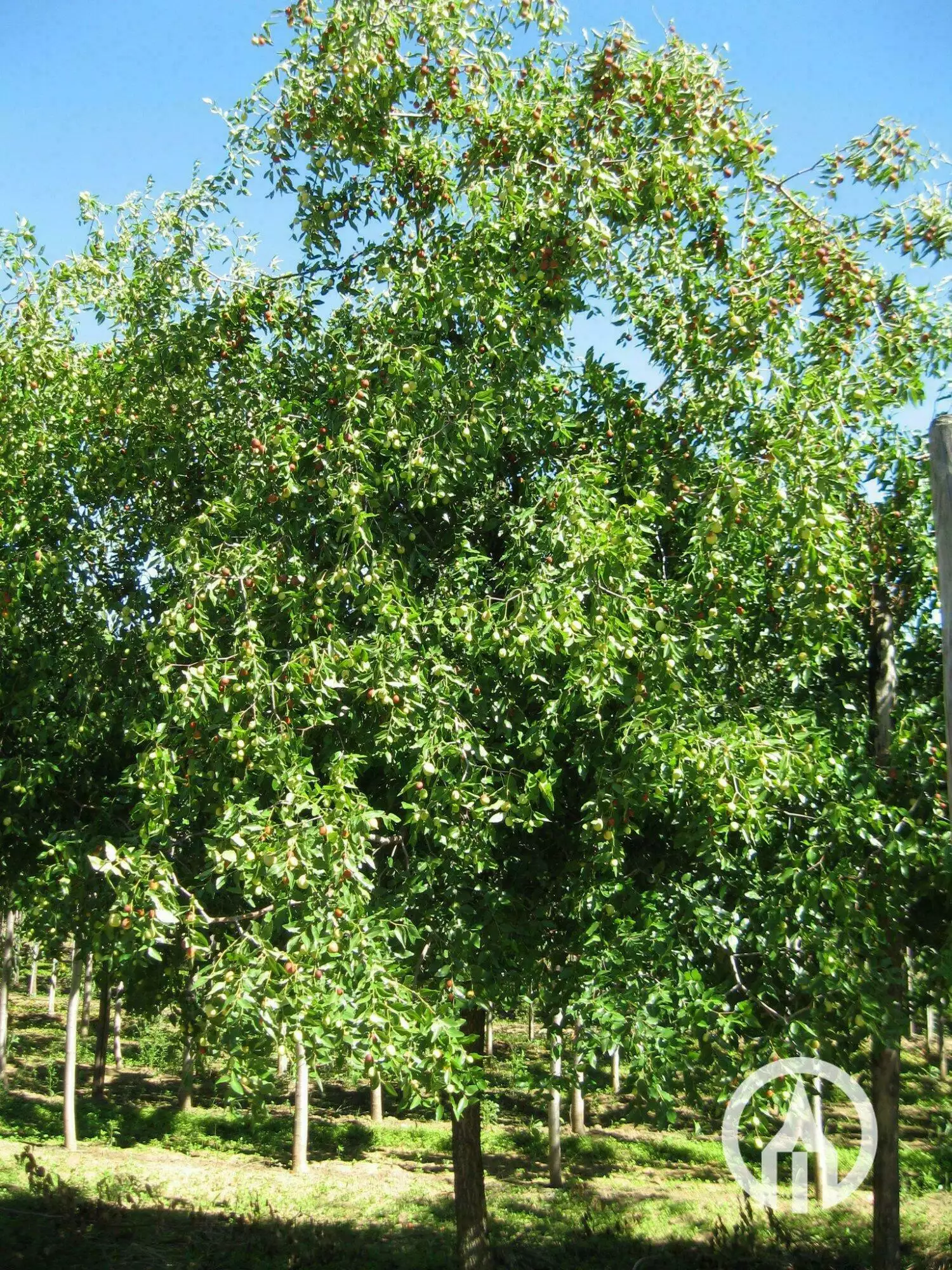 Ziziphus jujube | Chinesischer Dattelbaum - Boomkwekerijen M. van den ...