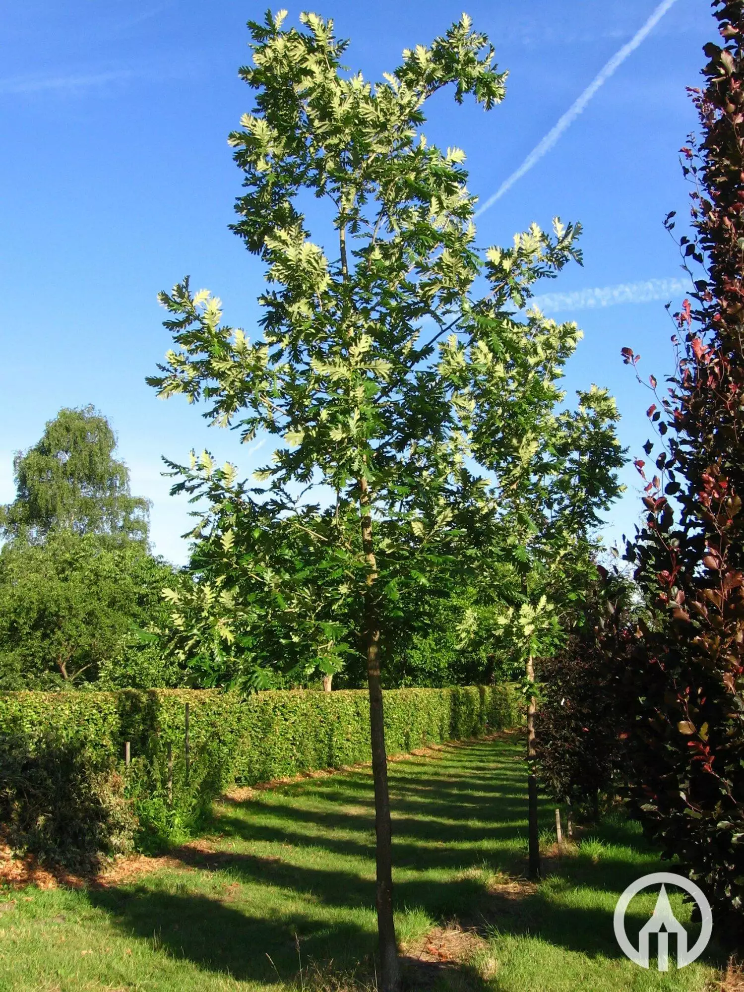 Quercus frainetto | Hongaarse eik - Boomkwekerijen M. van den Oever & Zonen