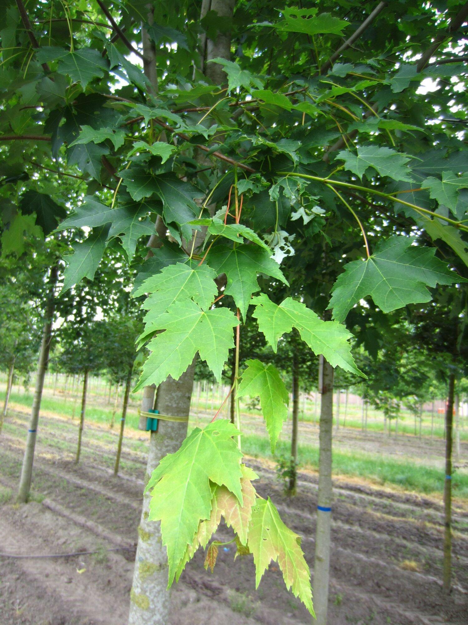Acer x freemanii ‘Armstrong’ - Boomkwekerijen M. van den Oever & Zonen