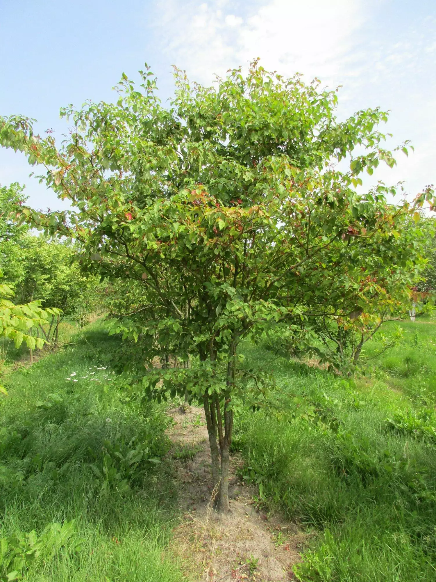 Cornus alternifolia | Hartriegel | Mehrstämmig - Boomkwekerijen M. van ...
